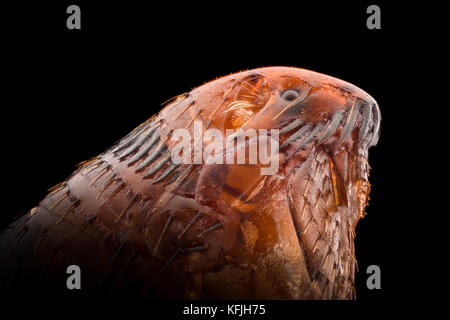Extreme magnification - Flea under the microscope Stock Photo - Alamy