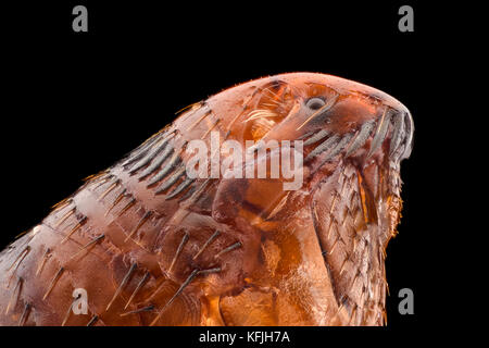 Extreme magnification - Flea under the microscope Stock Photo - Alamy