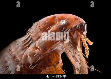 Extreme magnification - Flea under the microscope Stock Photo - Alamy