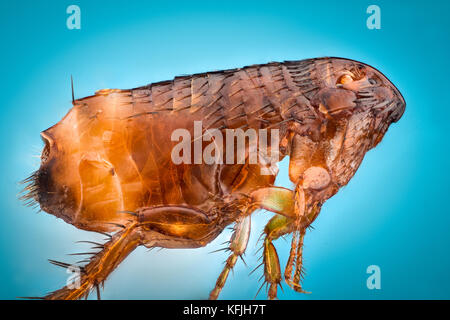 Extreme magnification - Flea under the microscope Stock Photo - Alamy