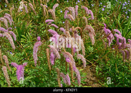 Korean mountain burnet (sanguisorba hakusanensis) flowers in bloom ...