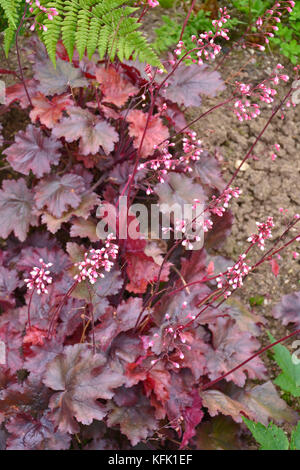 A border of Heuchera in a garden Stock Photo - Alamy