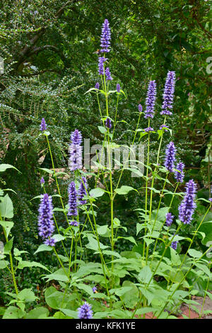 Giant hyssop (Agastache Blackadder) flower spikes Stock Photo - Alamy