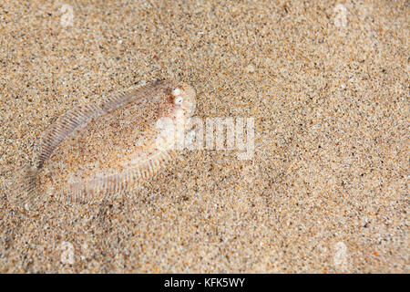 Close up underwater photo of flat sole fish burying in sand beach sea ...