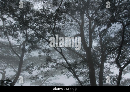 Rainforest, in the mountains southwest of Dili, Timor-Leste (East Timor ...