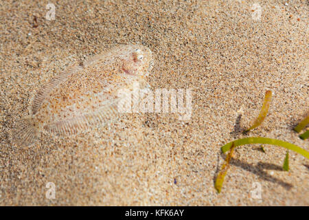 Close up underwater photo of flat sole fish burying in sand beach sea ...