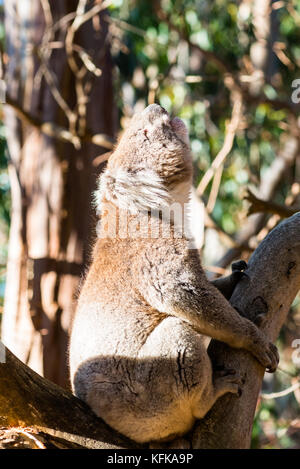 Koalas in trees. A Koala on a Scribbly Gum tree branch, iconic climbing ...