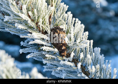 Tree with frost spruce bud Stock Photo - Alamy