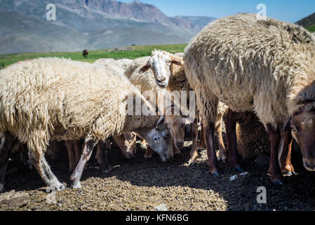 A shepherd is counting sheep in the mountains near Khinalig village ...