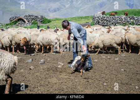 A shepherd is counting sheep in the mountains near Khinalig village ...