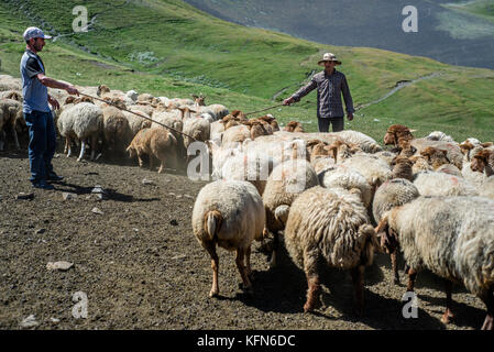 A shepherd is counting sheep in the mountains near Khinalig village ...