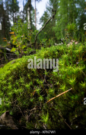 Forest moss after rain Stock Photo - Alamy