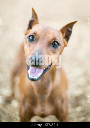 Red Miniature Pinscher Stock Photo - Alamy