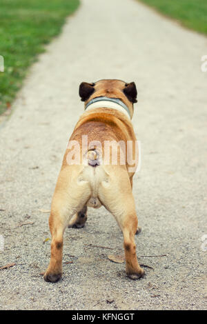 the rear view of a dog the dogs testicles and funny expressions Stock ...