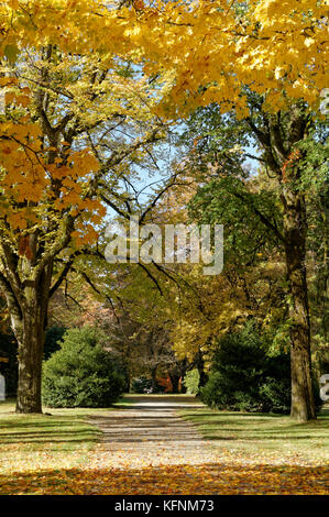 Colorful fall maple leaves scattered on the sidewalk Stock Photo - Alamy