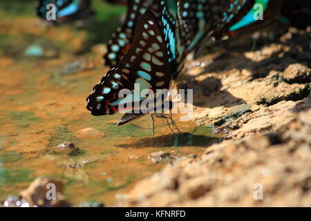 Blue green butterfly drinking water from earth moisture Stock Photo - Alamy