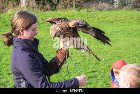 Free Falconry display of red kite and Harris Hawk at National Botanic ...