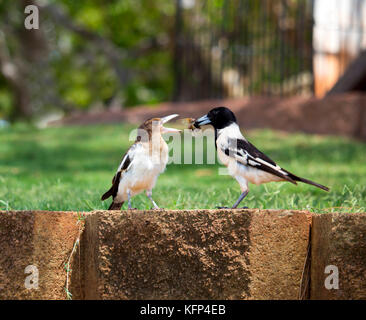The Pied Butcherbird is a medium-sized black and white bird. It has a ...