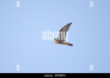 Mediterranean peregrine falcon (Falco peregrinus brookei, Falco brookei ...