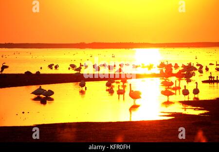 Rongcheng, Rongcheng, China. 31st Oct, 2017. Rongcheng, CHINA-31st ...