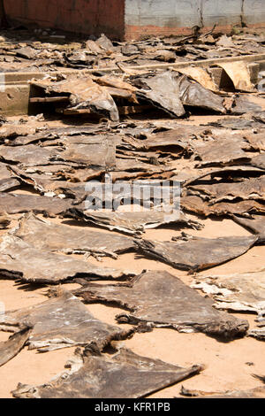 goat skin drying in the sun Stock Photo - Alamy