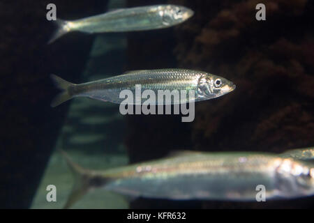 hareng Hering Heringe Atlantic Herring Clupea harengus animals bony ...
