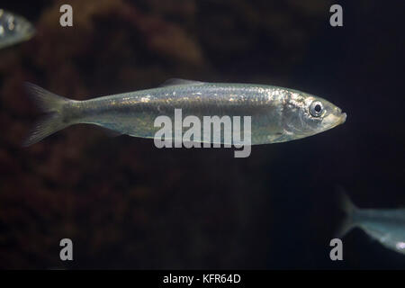 hareng Hering Heringe Atlantic Herring Clupea harengus animals bony ...