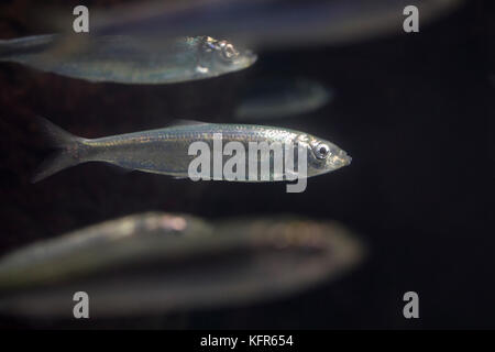 hareng Hering Heringe Atlantic Herring Clupea harengus animals bony ...