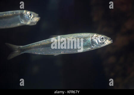 Hering, Heringe, Atlantischer Hering, Clupea harengus, Atlantic herring ...