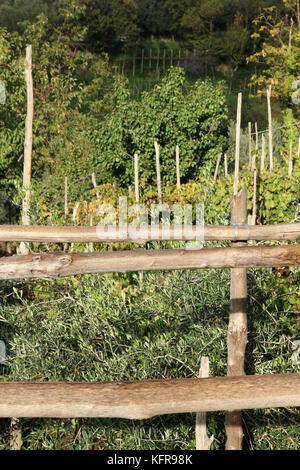 A vineyard with a wooden trellis structure supporting a lush canopy of ...