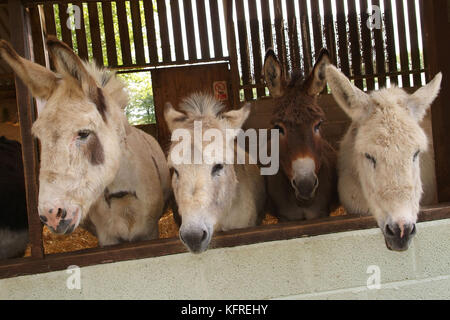 Four donkeys at the Tamar Valley Donkey Park, Cornwall Stock Photo - Alamy