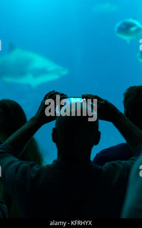 Many people observe and photograph fish in the aquarium Stock Photo - Alamy