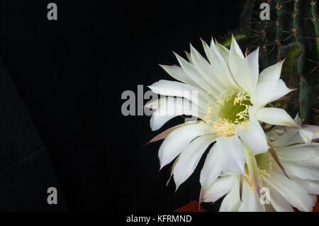 Cactus flowers echinopsis tubiflora, selective focus, black background ...
