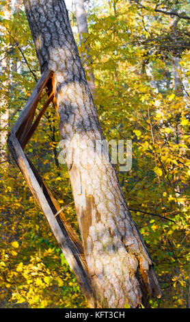 Tornado storm damage. Fallen pine trees in forest after storm. Uprooted ...