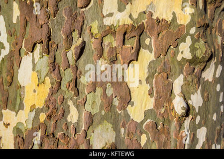 Peeling bark on Plane tree, Platanus - France Stock Photo - Alamy