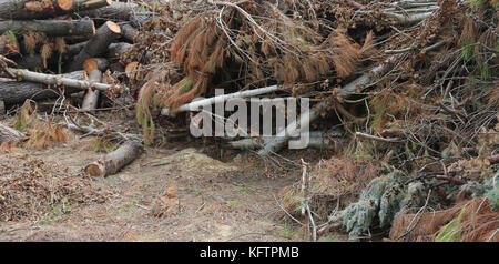lots of trees and pines cut during deforestation Stock Photo - Alamy