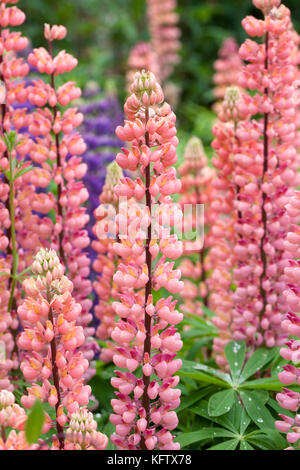 Lupinus cultivar, Lupin. Close-up of purple flowers on upright stem of ...