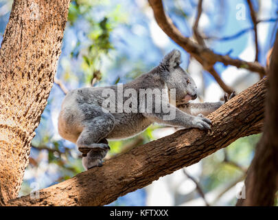 Koala Bear climbing in trees Stock Photo - Alamy