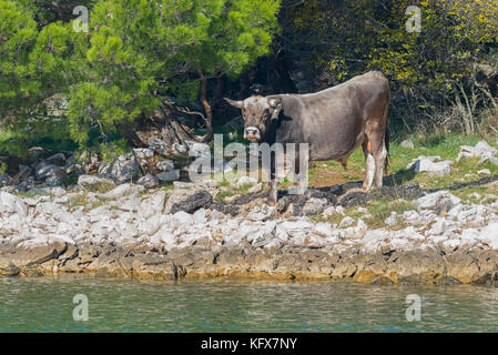 Cows at Soline Bay in Krk Island, Croatia Stock Photo - Alamy