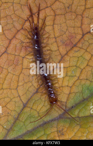 Common Centipede Lithobius species showing head segmented body Stock ...