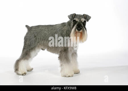 Dog - Miniature Schnauzer. Side view Stock Photo - Alamy