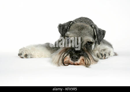 Miniature schnauzer dog lying sad isolated on white background Stock ...
