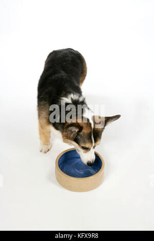 a dog of Corgi breeds drinking water from a puddle during thirst Stock ...
