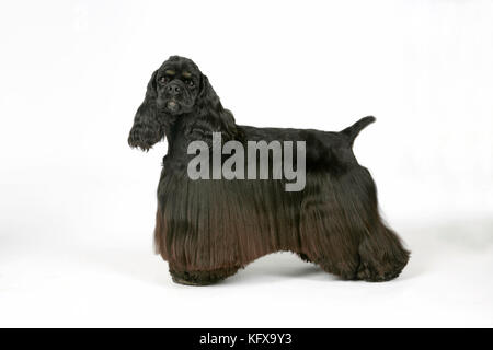 DOG. Black and tan American cocker spaniel Stock Photo - Alamy