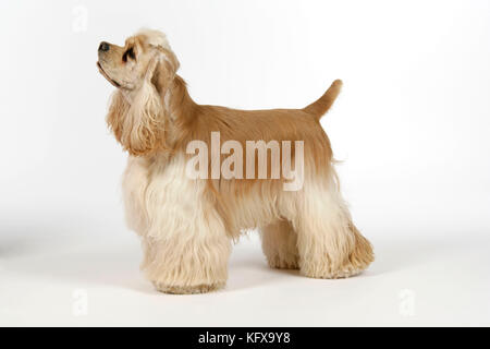 DOG. Silver buff American cocker spaniel Stock Photo - Alamy