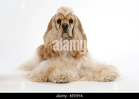 DOG. Silver buff American cocker spaniel Stock Photo - Alamy