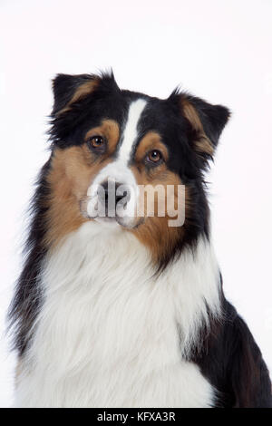 Dog with sad face. Sad australian shepherd . Sad dog eyes Stock Photo ...