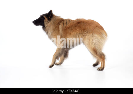 DOG Posture. Fearful Stock Photo - Alamy