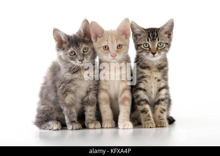 Three cute young cat kittens, different coat colors, sitting friendly ...
