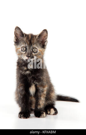 Tortoiseshell kitten sitting Stock Photo - Alamy
